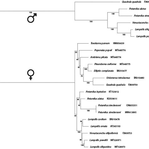 A Multi Gene Phylogenetic Reconstruction Of Translated Female And Download Scientific Diagram