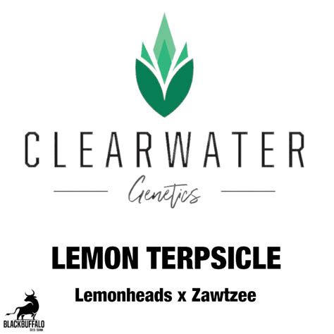 Lemon Terpsicle Clearwater Feminized Seeds Blackbuffalo