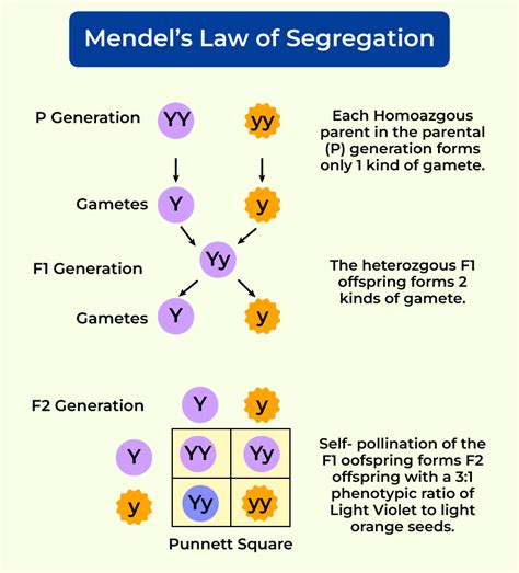 Independent Assortment Mendel
