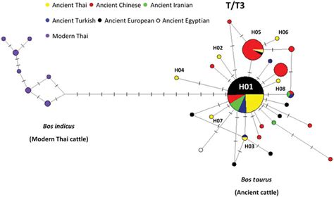 A Median Joining Network Of D Loop Sequences From Ancient Thai Download Scientific Diagram