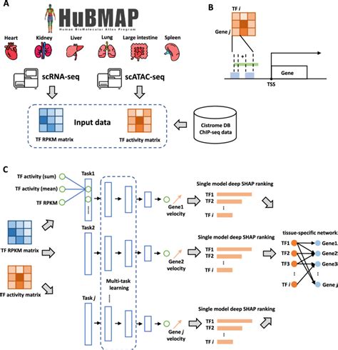 The Flowchart Of The Mtlrank Framework A Hubmap Tissue Specific
