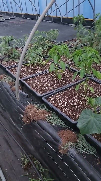 상추첫수확했습니다 240515수부처님오신날 상자텃밭농사 직접상추수확하는재미 직접농사지은상추먹는재미 상추농사 텃밭농사 농합면역플러스로농사짓기 손범규농합육묘장