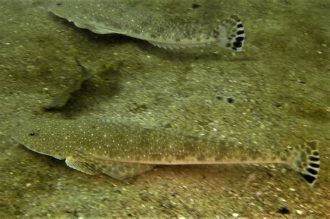 Platycephalidae
