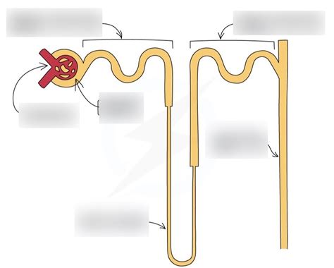 Diagram Of Nephron Diagram Quizlet