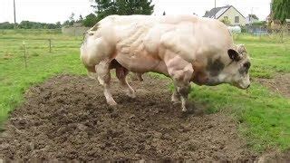 Cow Steroids