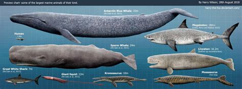 Megafauna Size Marine Preview By Harry The Fox On Deviantart