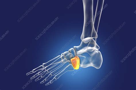 Cuboid Bone Illustration Stock Image F036 6553 Science Photo Library