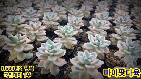 1500원의 행복 토요일에는 마이팟다육 국민데이 ️ 1부 음성다육 국민다육 다육맛집 Youtube