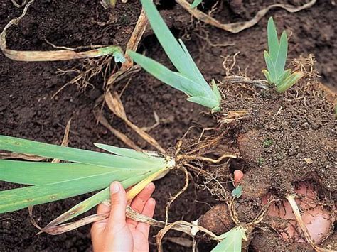Comment Et Quand Diviser Les Iris Au Jardin Artofit