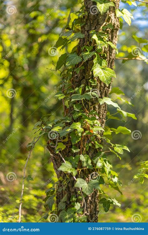 Tree Trunk Bound By Ivy Vine Stock Image Image Of Helix Foliage 276087759