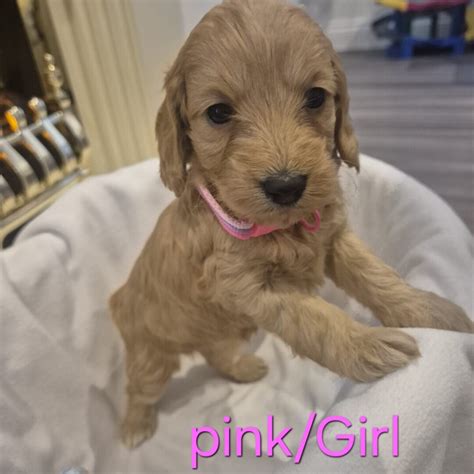 Cockapoo Puppies For Sale In The Uk Uk