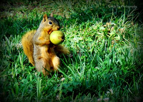 Sneaky Squirrel Enjoying A Tasty Apple In Our Backyard