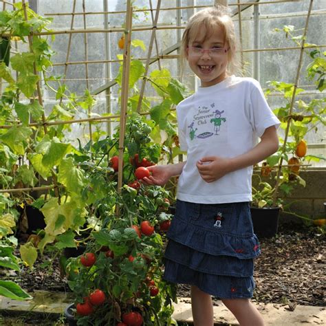 Shirleys Pixie Tomato Plant Heritage Bush Tomato Solanum Lycopersicum