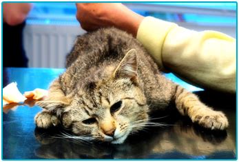 Neutering Your Cat Blog