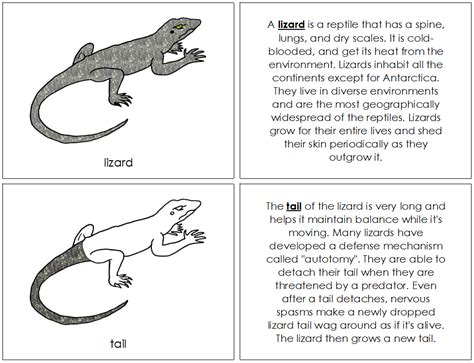 Lizard Labelled Diagram