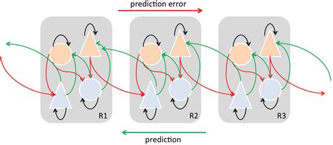 frontiers the cortical modulation of stimulus specific adaptation in