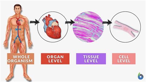 Examples Of Morphological Traits