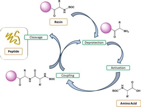 Peptide Synthesis Made Efficient Using Sonication