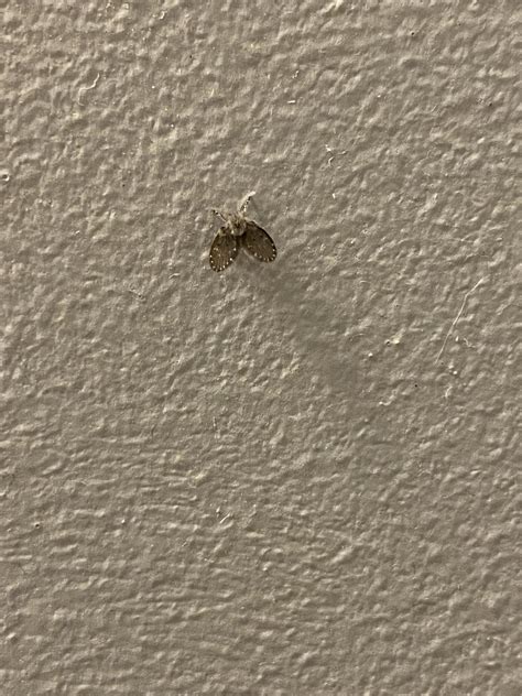 Unknown Bugs Invading My Bathroom Rinsects