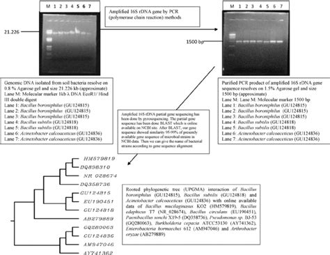 Rooted Phylogenetic Tree Upgma Interaction Of Bacillus Boroniphilus Download Scientific