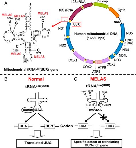 A Map Of The Human Mitochondrial Genome And The Secondary Structure