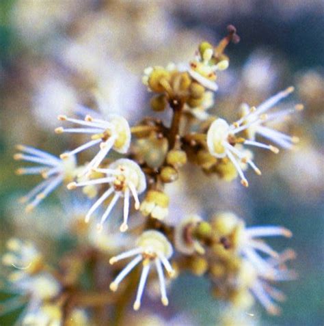 Lychee Flower
