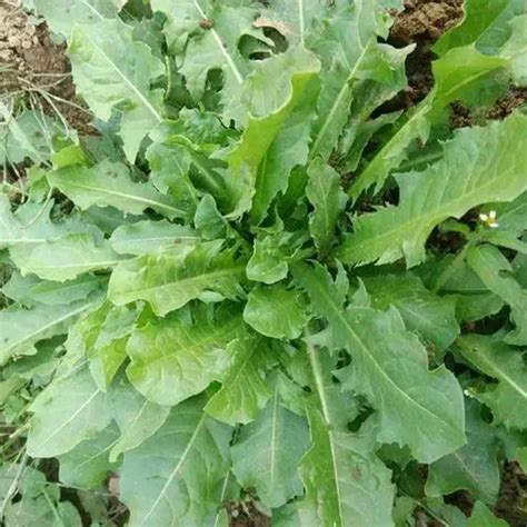 Extraction Technology And Production Process Of Dandelion Leaf Extract