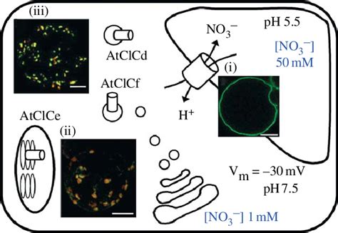 Schematic Representation Of The Subcellular Localization Of Atclc Download Scientific Diagram