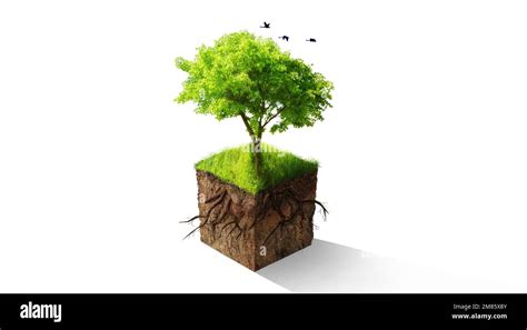 Tree Graphic And Green Sustainability For Eco Friendly Nature Or Care