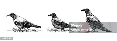 세 까마귀 새의 스케치 측면도 현실적인 손으로 그린 벡터 일러스트 레이 션은 흰색에 고립되어 있습니다 갈고리 발톱에 대한 스톡