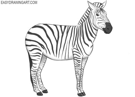 How To Draw A Zebra Step By Step Tutorial