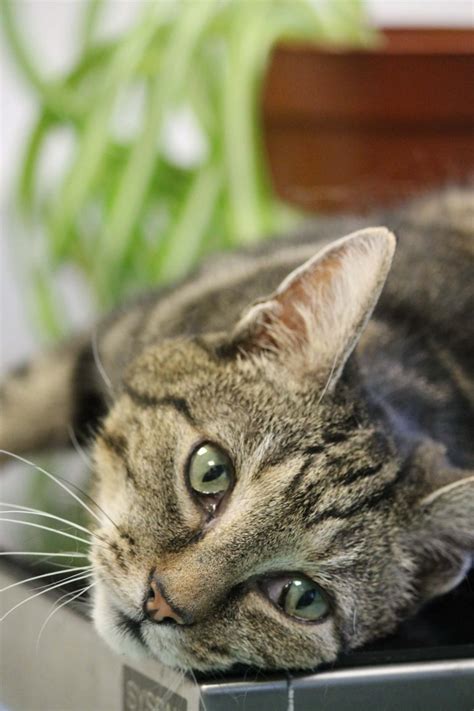 Our Fees The Hyperthyroid Cat Centre