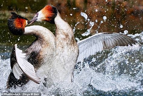 Pūteketeke beats out the iconic kiwi in New Zealand's 'Bird of Century ...