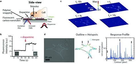 High Resolution Imaging Of Dopamine Using Swcnt Based Sensor Arrays A Download Scientific