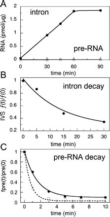 Intracellular Folding Of The Tetrahymena Group I Intron Depends On Exon Sequence And Promoter Choice