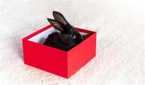 작은 검은 토끼는 흰색 배경에 고립 된 빨간색 선물 상자에 앉아 있습니다 토끼는 중국 조디악 달력에 따라 2023 년의 상징입니다 크리스마스와 새해를위한 휴일 선물 엽서 0