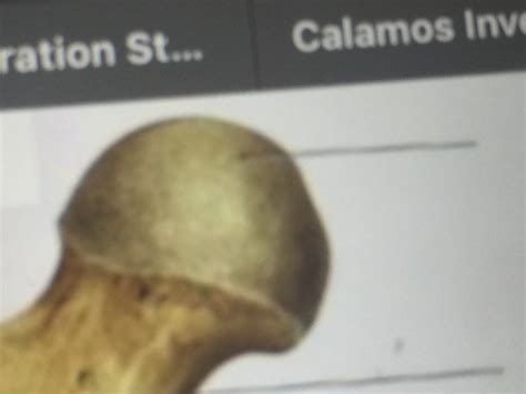 Appendicular Skeleton Flashcards Memorang