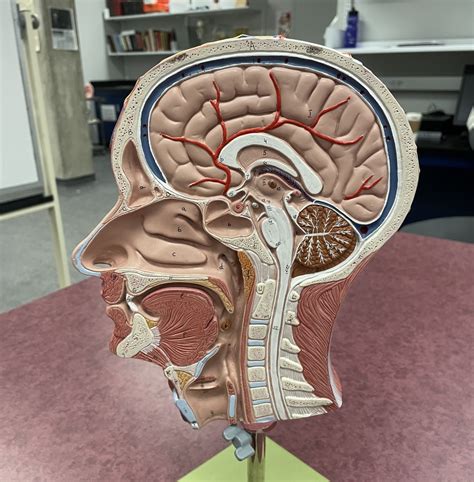 Diagram Of Nasal Cavity Quizlet