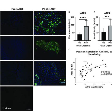 Atf3 Protein Displays Distinct Regional Nuclear And Cytoplasmic