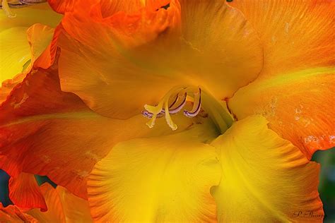 Gladiola Cameraderie