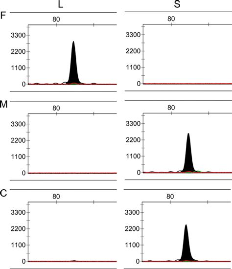 Electropherogram Of Genotypes At Rs71405519 Rs4476391 F Father M Download Scientific
