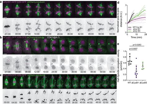 Figures And Data In Spatiotemporal Control Of Mitotic Exit During