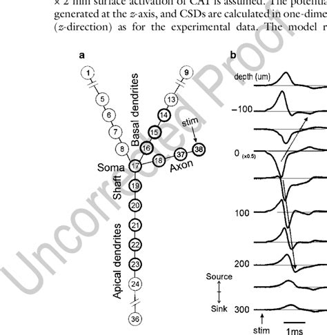 Modeling The Potential Field And Current Source Density Csd By A