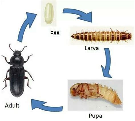 Darkling Beetles Life Cycle Beetle Olympics Darkling Beetles Do The