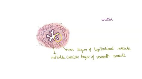 Solved Sketch A Cross Section Of A Ureter And Label The Three Layers And The Lumen Sketch