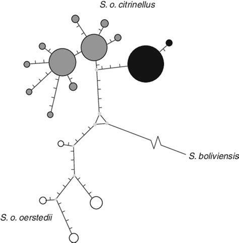 Haplotype Network Of Mtdna D Loop Sequences Of Saimiri Oerstedii