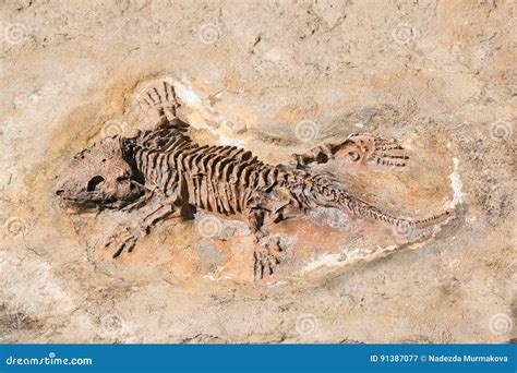 Lizard Fossils