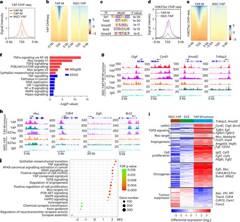 Phase Separation Mediates Oncogenic Programmes In Yap M Expressing