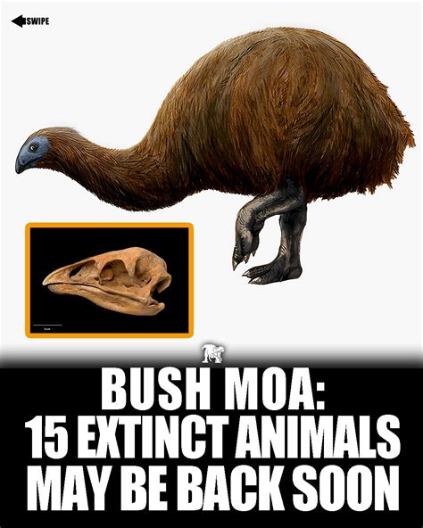 Prehistoric Earth Titanotylopus Is An Extinct Genus Of Camel Tribe