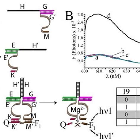 Figure S2 A Assembly Of The Dnazyme Construct For The And Gate B Download Scientific